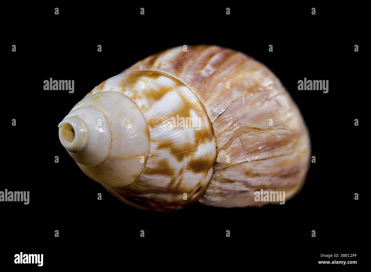 Close-up of a Giant African snail Lissachatina fulica against a black ...