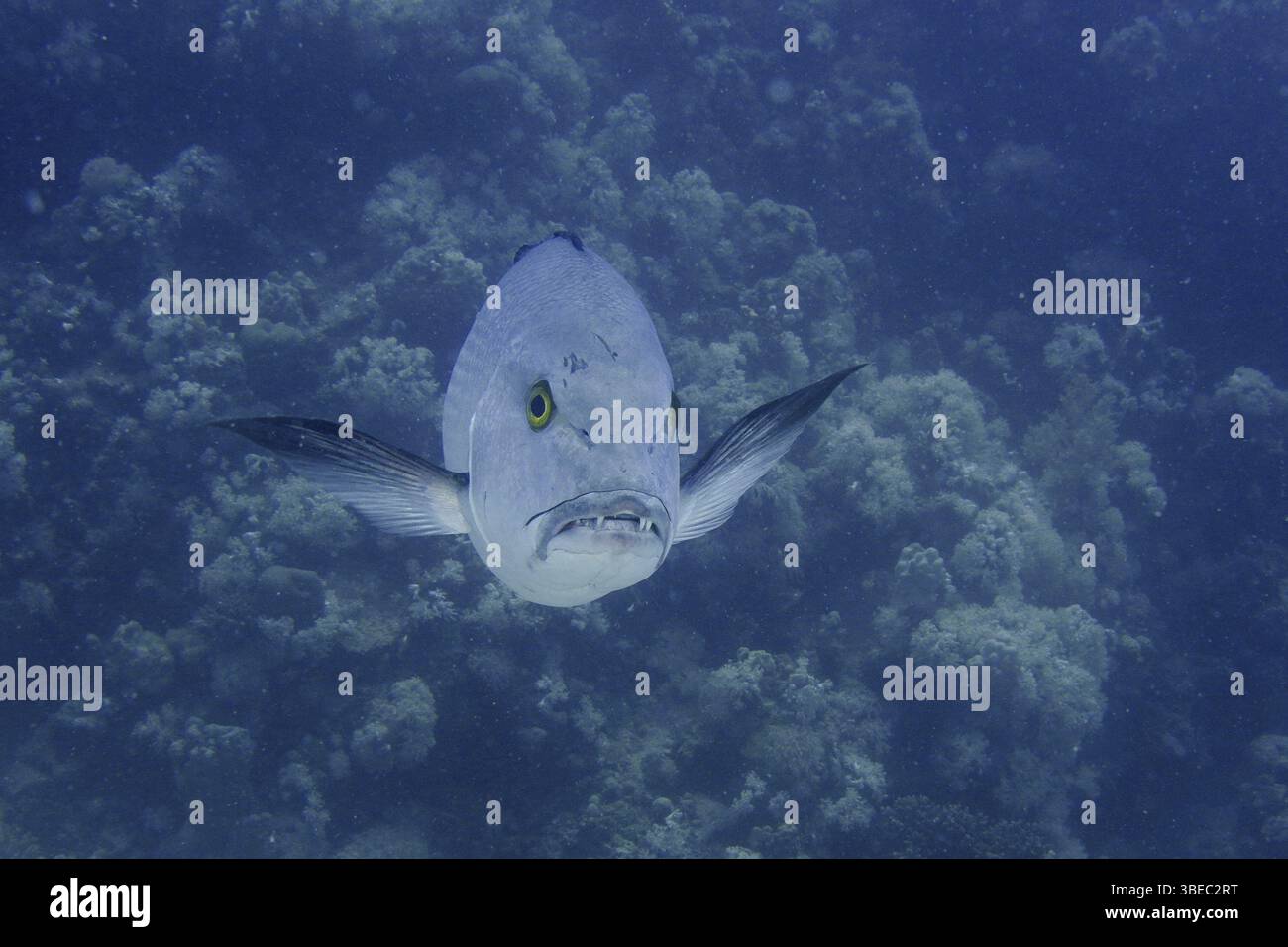 Double-spotted snapper (Lutjanus bohar Stock Photo - Alamy