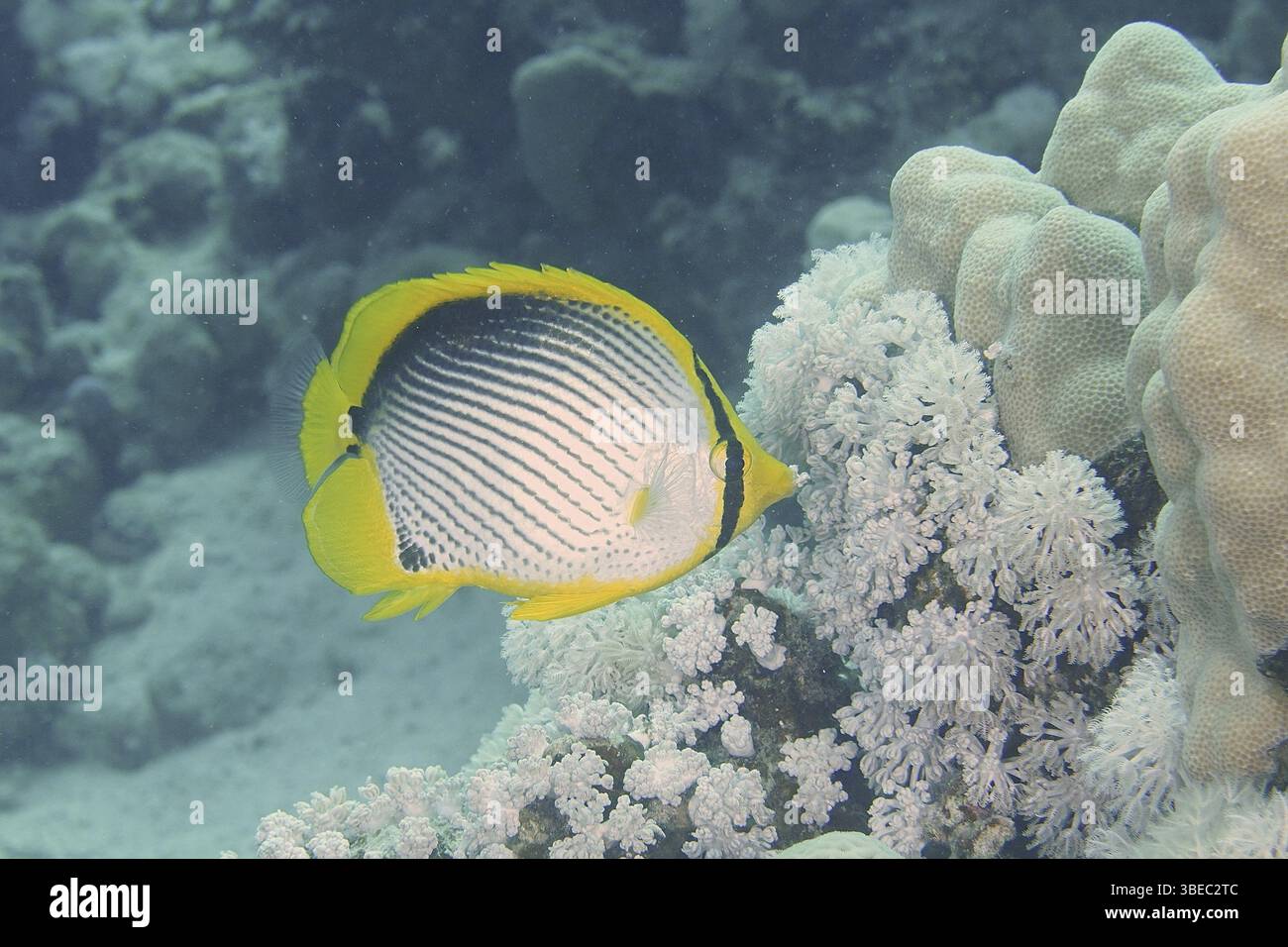 Black-backed butterflyfish (Chaetodon melannotus Stock Photo - Alamy