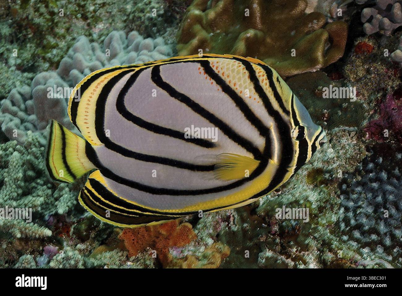 Meyers Butterflyfish (Chaetodon meyeri Stock Photo - Alamy