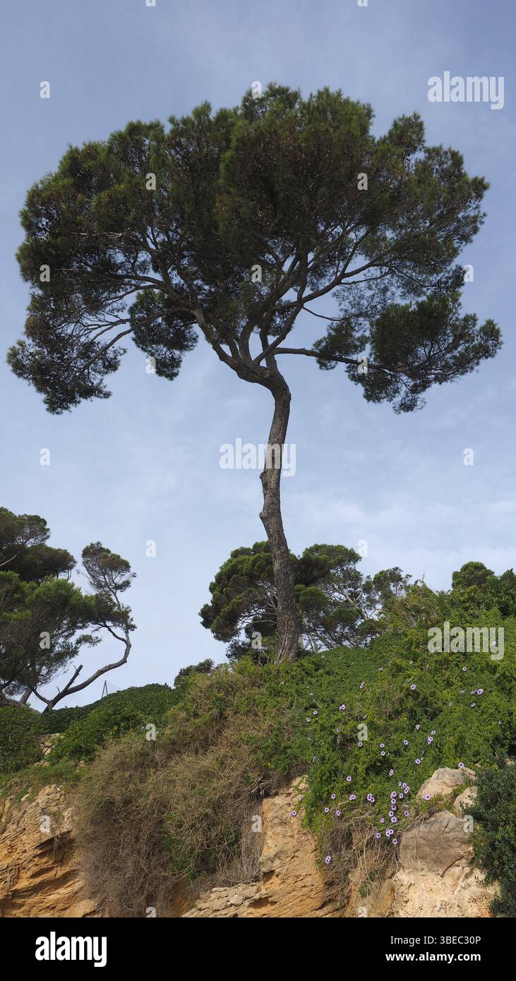 Aleppo pine pinus halepensis tree hi-res stock photography and images ...