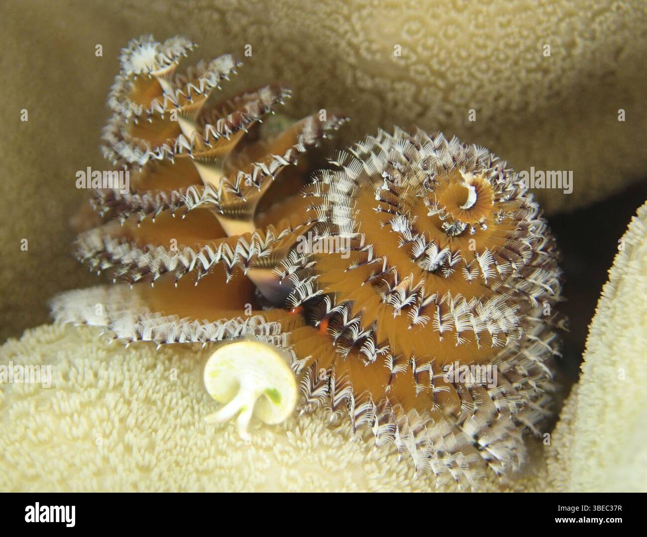 Christmas tree worm (Spirobranchus giganteus Stock Photo - Alamy