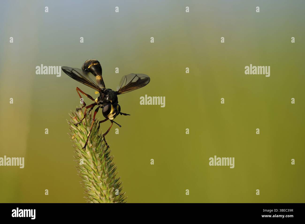 Bubble head fly (Conops flavipes Stock Photo - Alamy