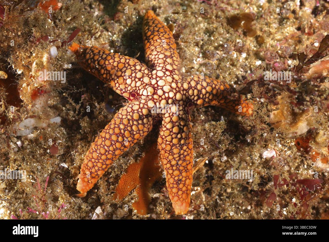 Spotted Starfish