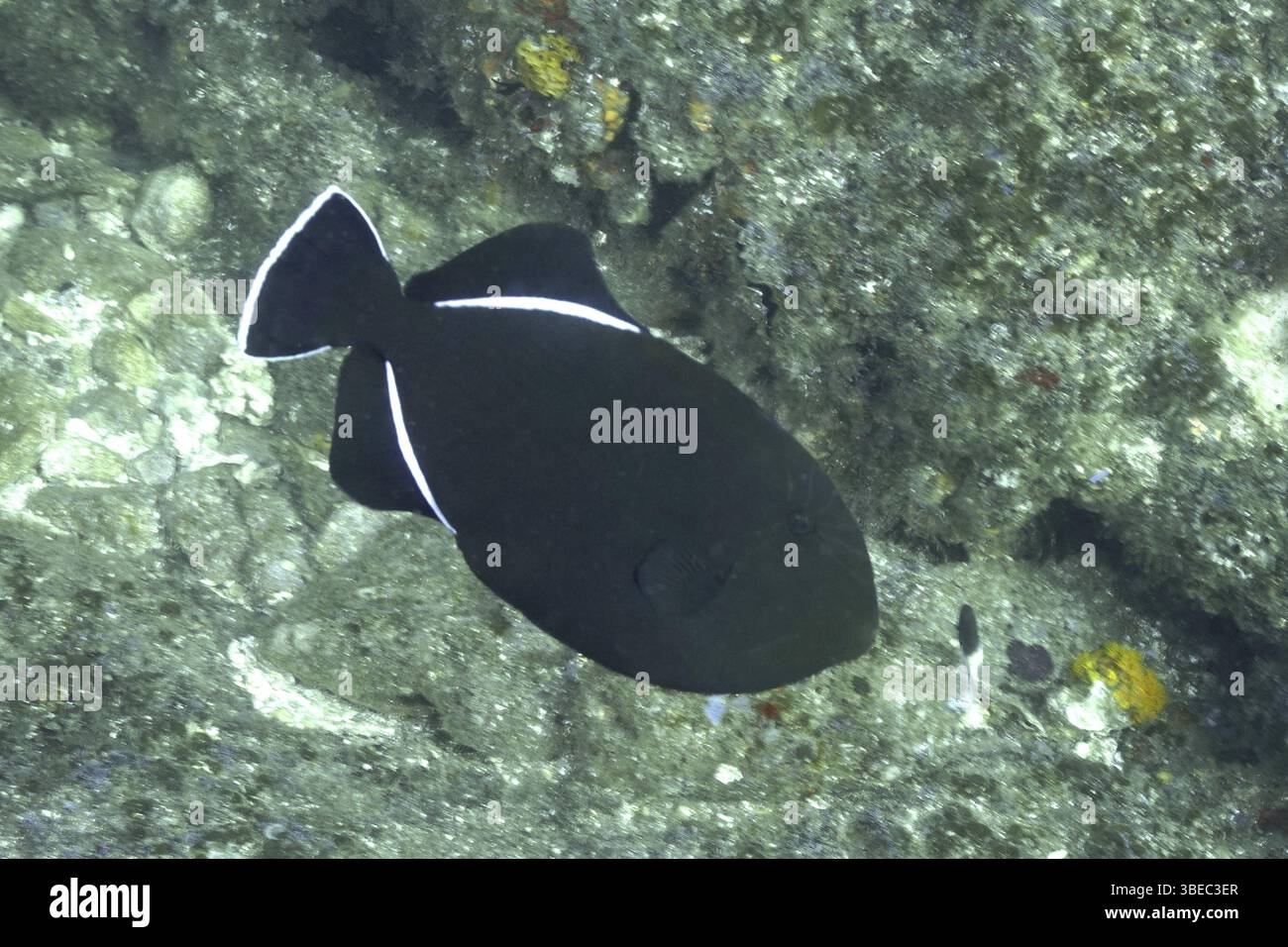 Melichthys indicus hi-res stock photography and images - Alamy