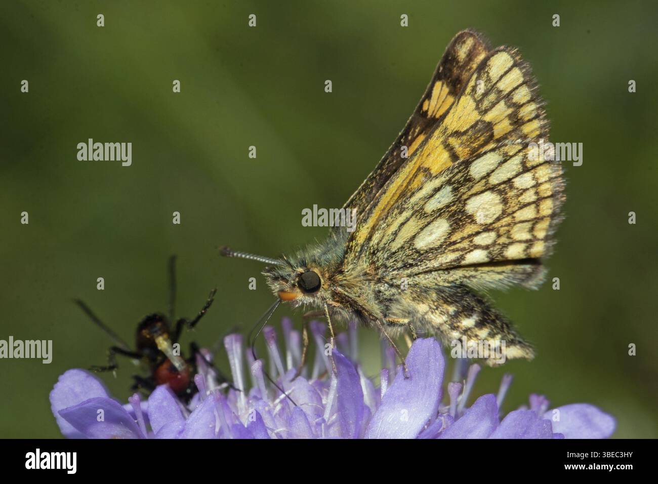 Chequered skipper (Carterocephalus palaemon Stock Photo - Alamy