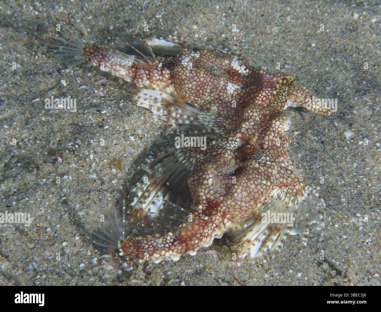 Dwarf winged horsefish (Eurypegasus draconis Stock Photo - Alamy