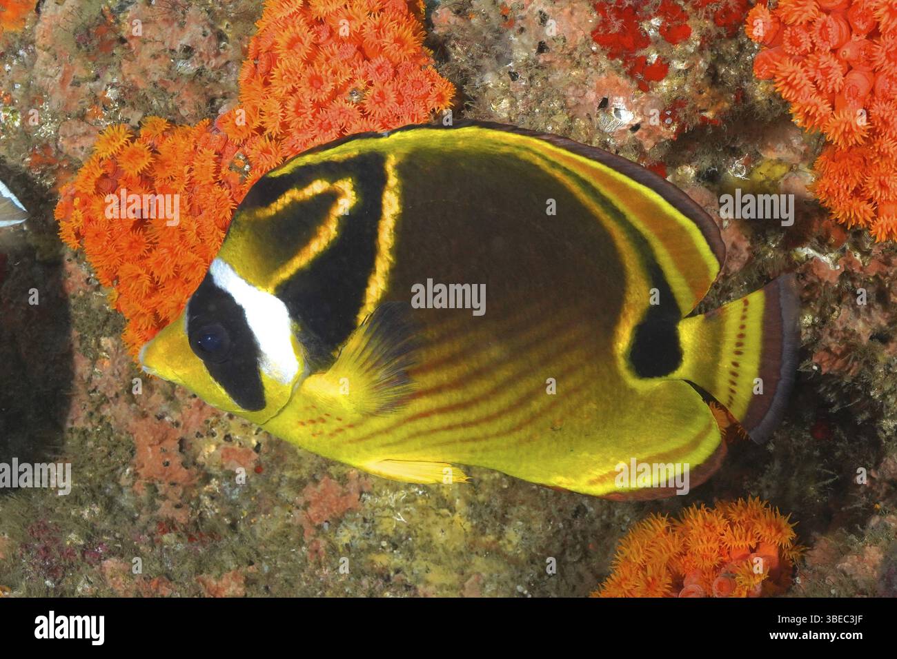 Crescent moon butterflyfish (Chaetodon lunula Stock Photo - Alamy