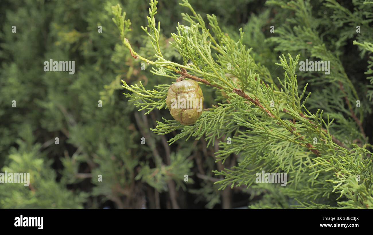 Cones of the Mediterranean cypress (cone of cypressus sempenirens Stock ...