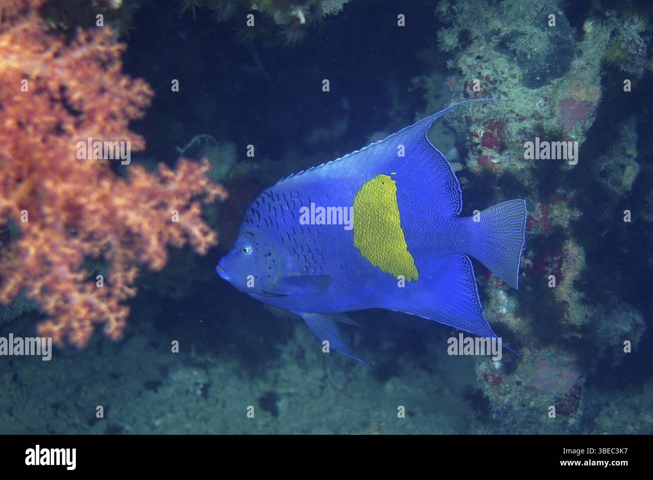 Arabian angelfish (Pomacanthus maculosus Stock Photo - Alamy