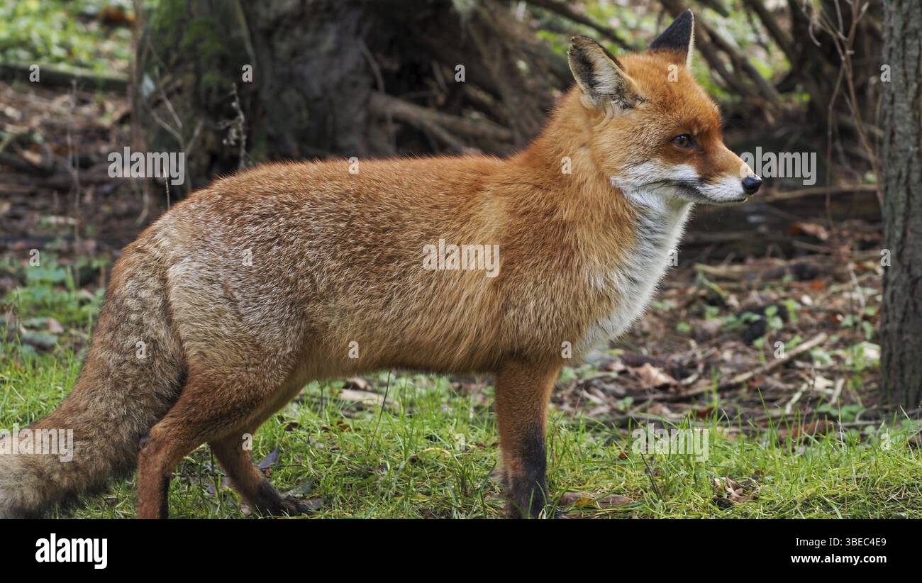 Red fox Black fox (Vulpes vulpes Stock Photo - Alamy