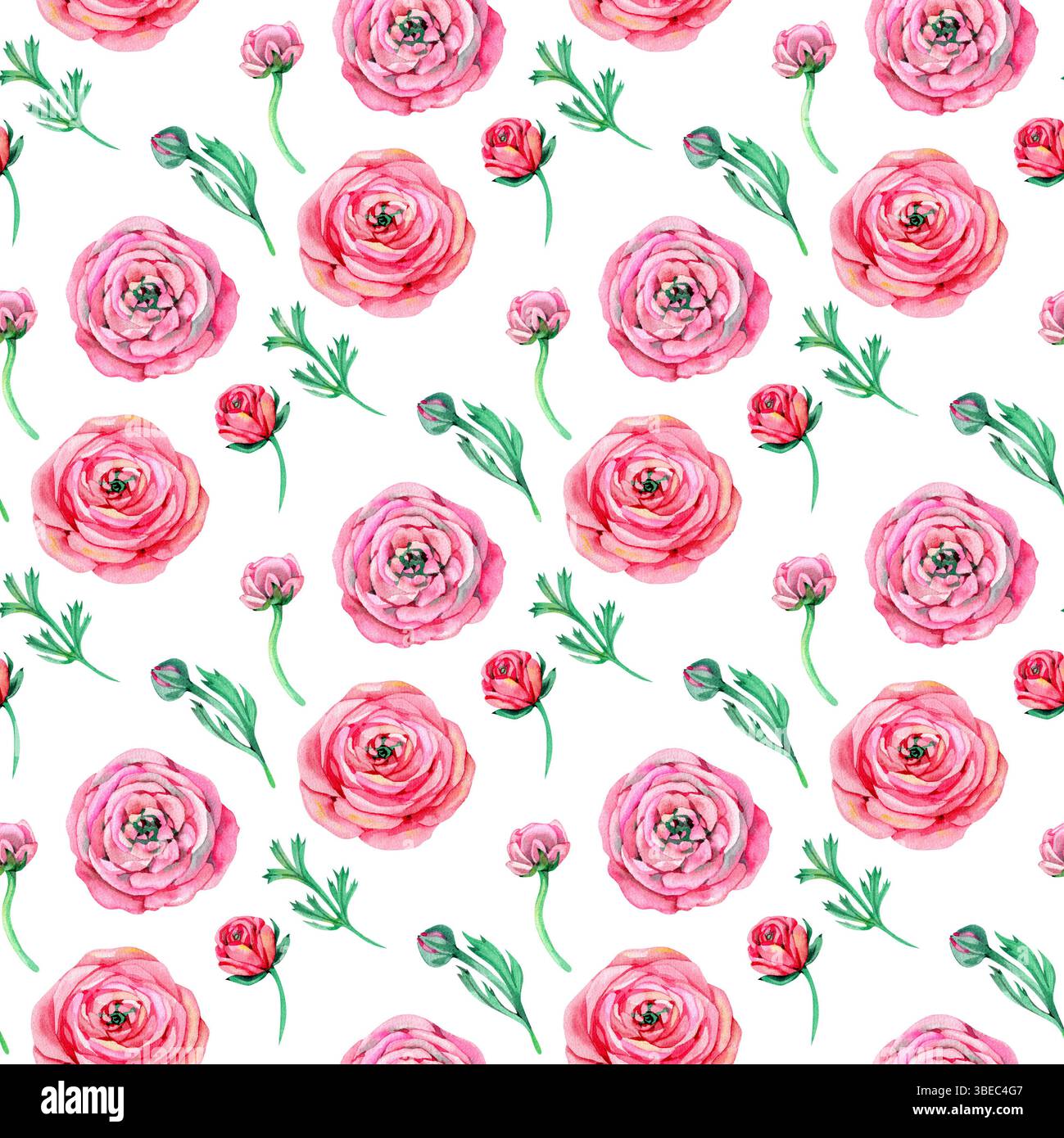 Ranunculus (buttercup). Seamless floral pattern with pink flowers and ...