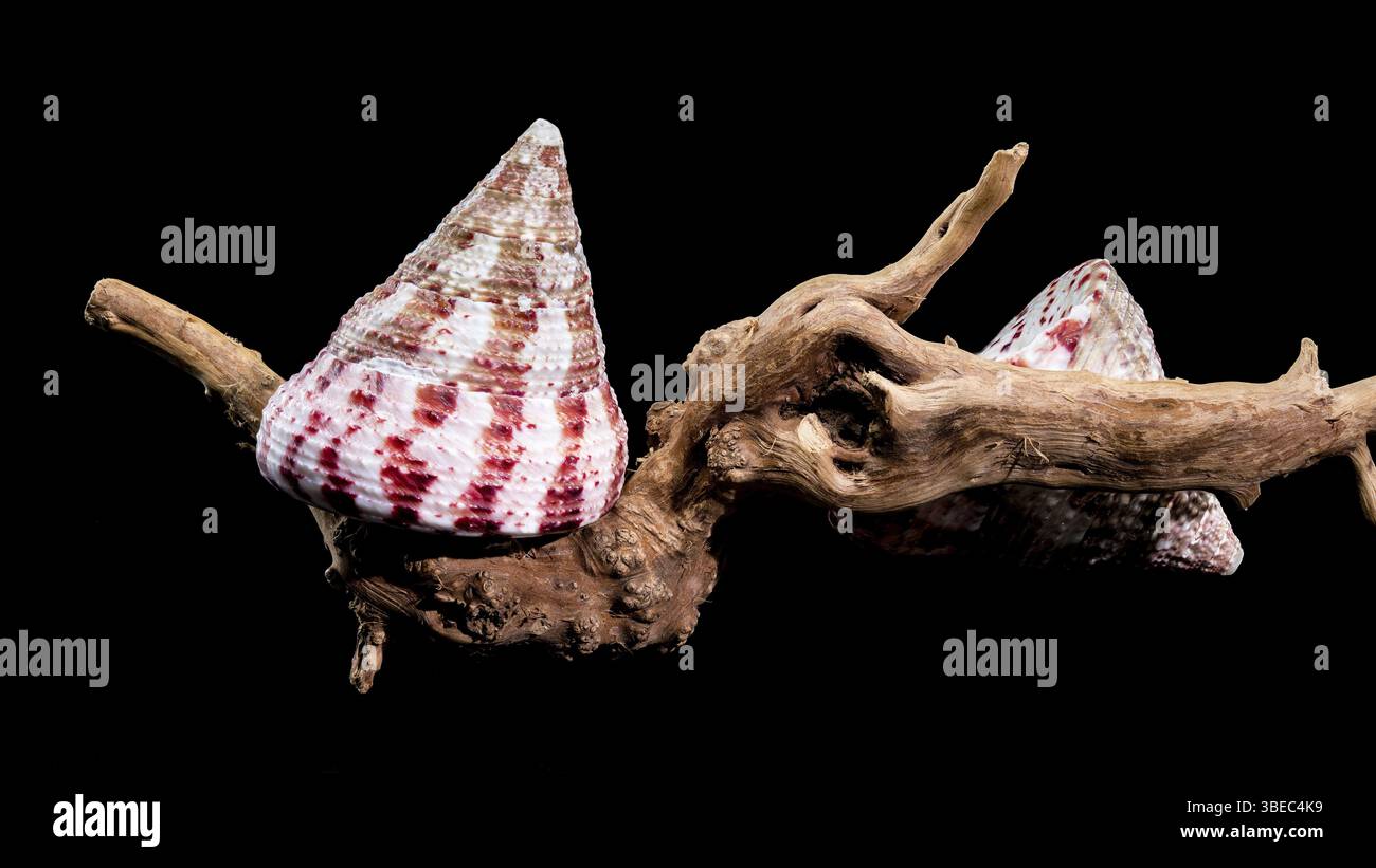 A detailed photograph of a Trochus shell resting on driftwood. Ideal ...