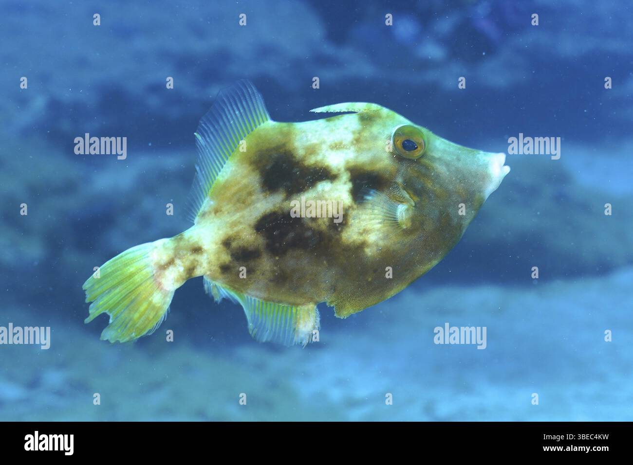 Brown filefish (Stephanolepis hispidus Stock Photo - Alamy