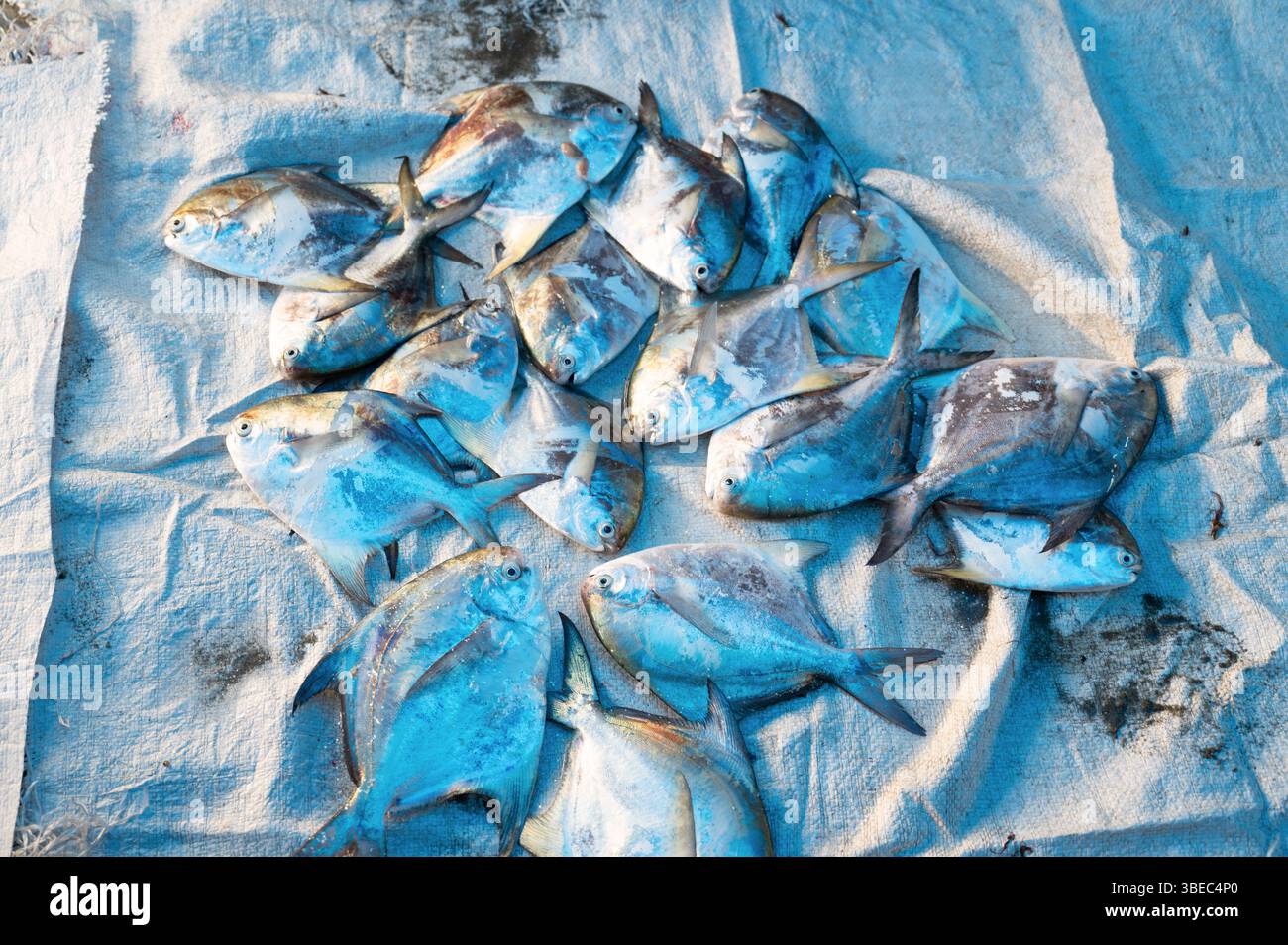 Blue butterfish hi-res stock photography and images - Alamy