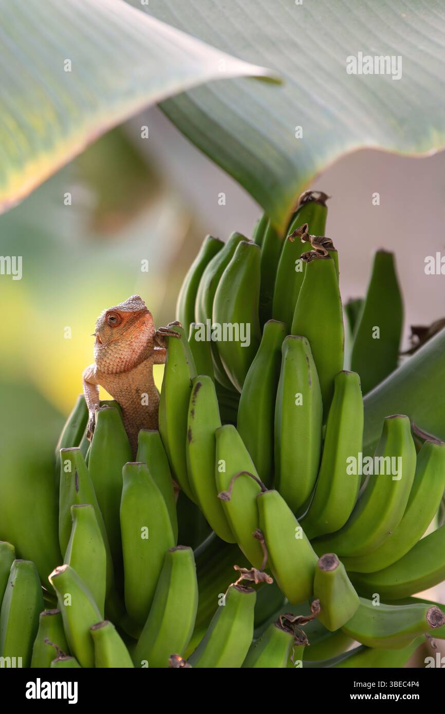 Indian Chameleon Lizard Peeking Out Of A Bunch Of Bananas, Wildlife And ...