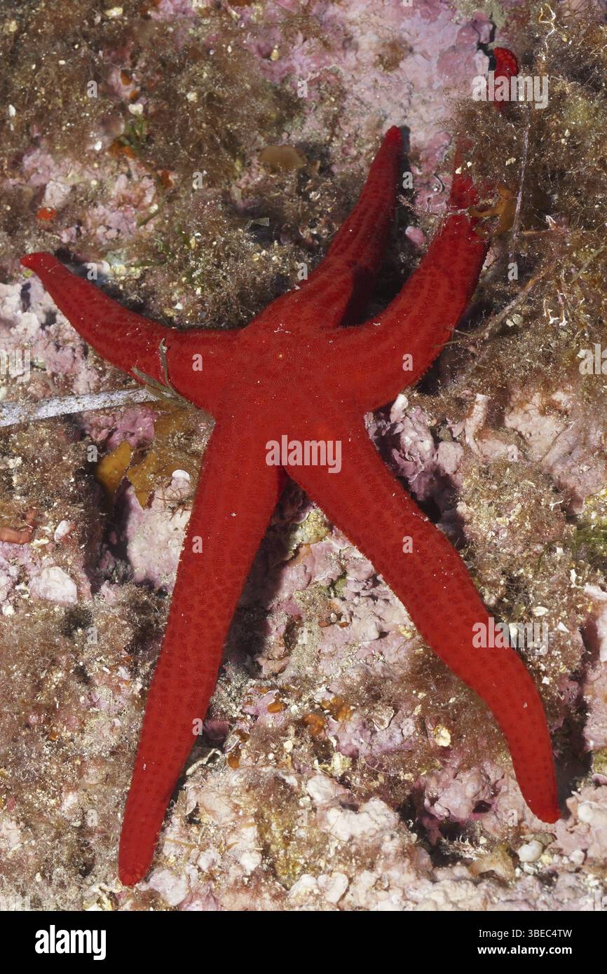 Orange-coloured starfish (Hacelia attenuata Stock Photo - Alamy
