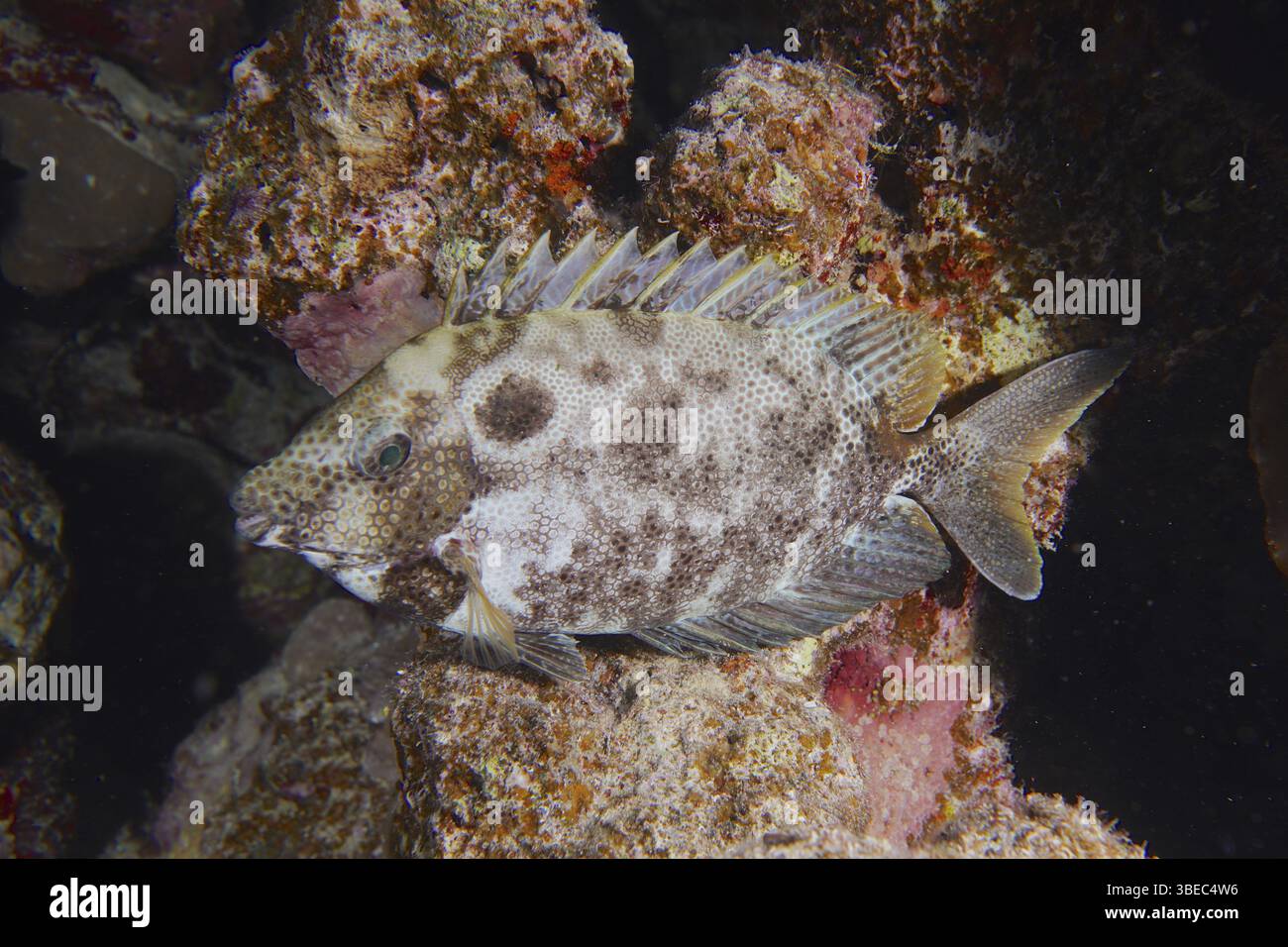 Spotted rabbitfish night colouring (Siganus stellatus laqueus Stock ...