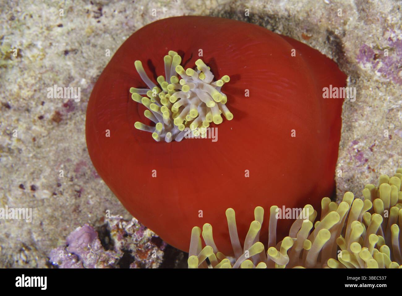 Magnificent anemone (Heteractis magnifica Stock Photo - Alamy