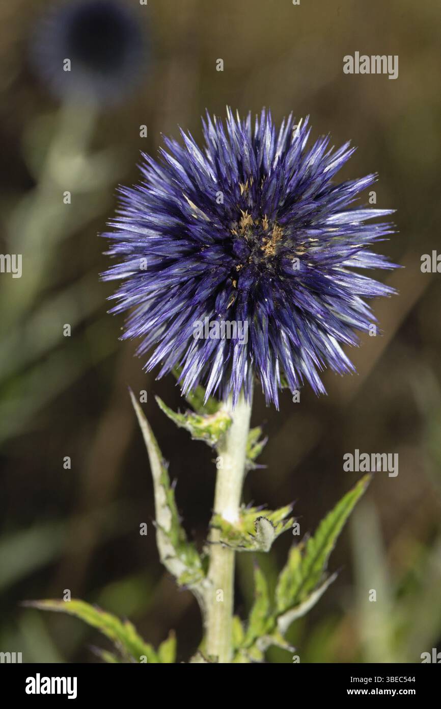 Blue globe thistle (Echinops ritro Stock Photo - Alamy