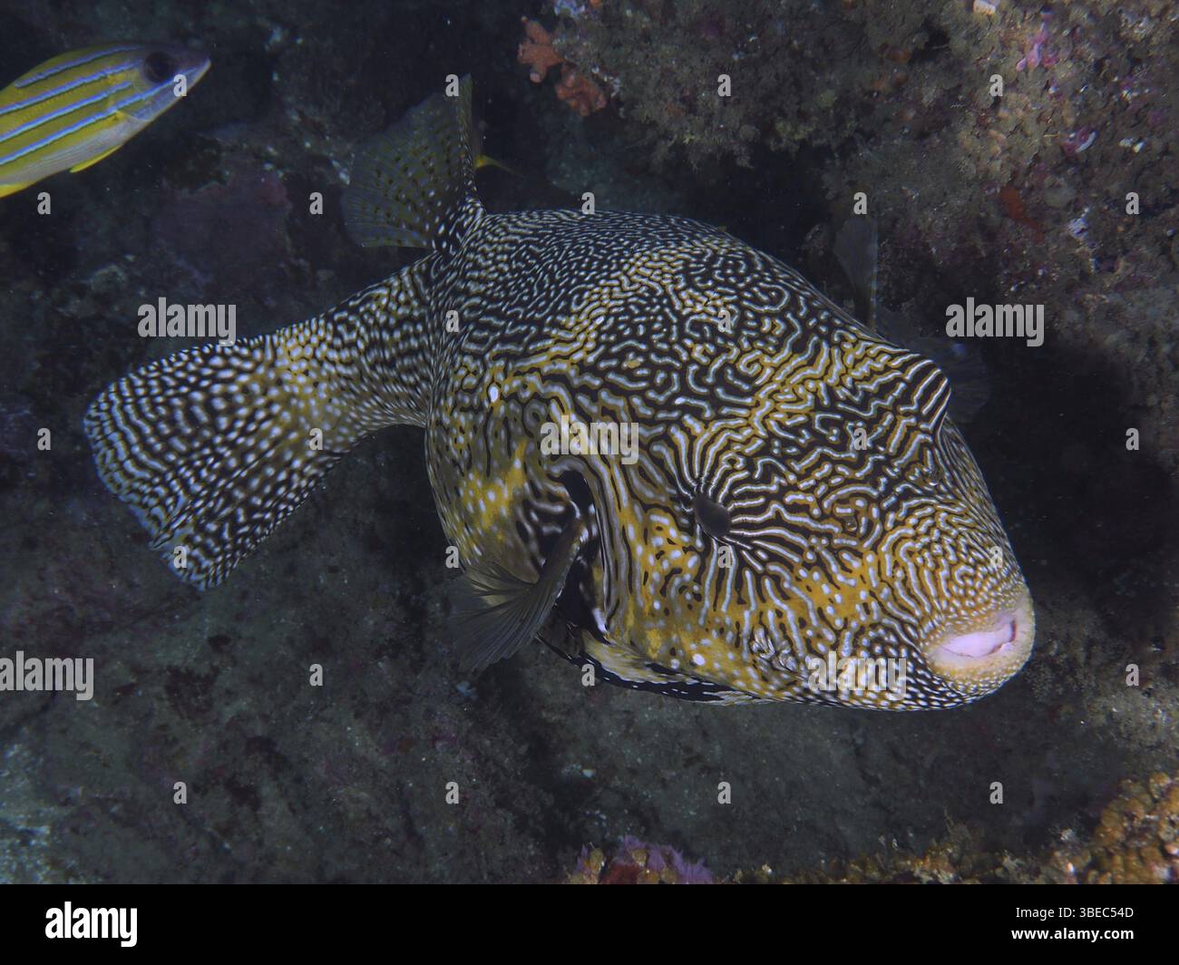 Map pufferfish (Arothron mappa Stock Photo - Alamy