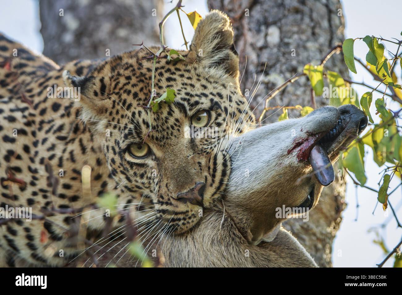 Leopard with a Duiker kill in the Kruger National Park, South Africa ...