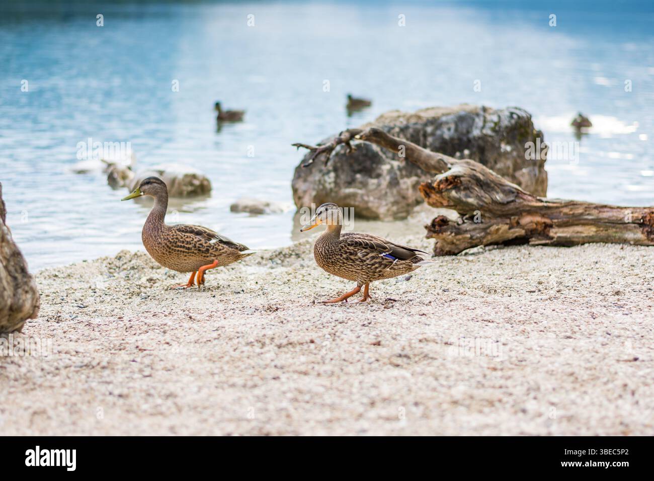 Ducks on the lake. Small and young duck are waiting for food from ...