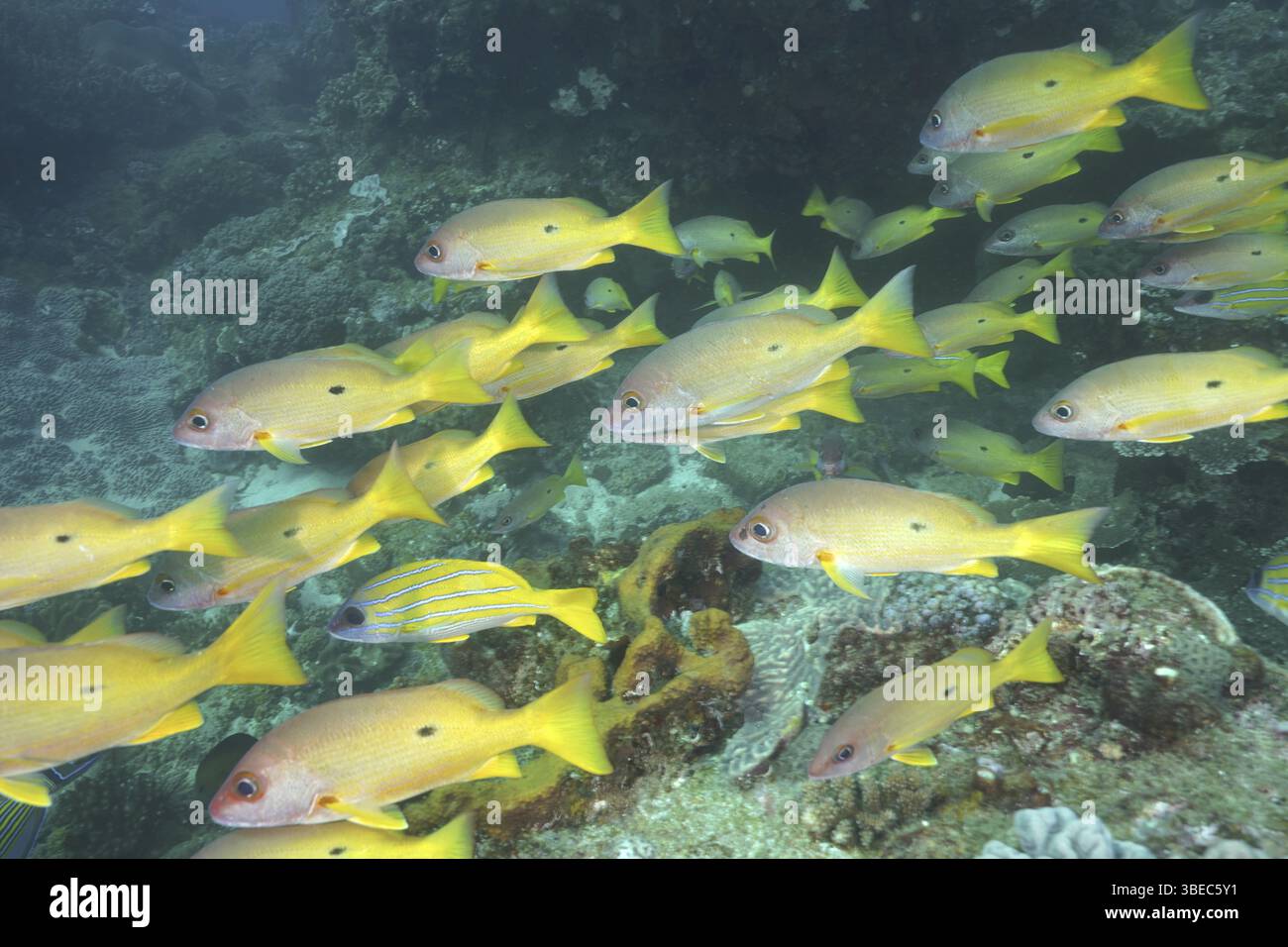 Black-spotted snapper (Lutjanus fulviflamma Stock Photo - Alamy
