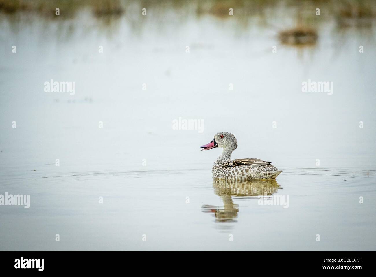 Cape teal swimming in a pool of water in the Etosha National Park ...