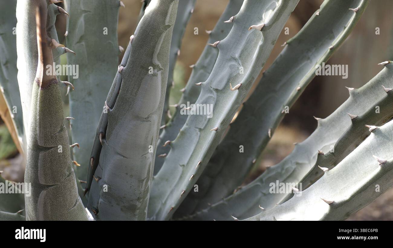 Agave utahensis hi-res stock photography and images - Alamy