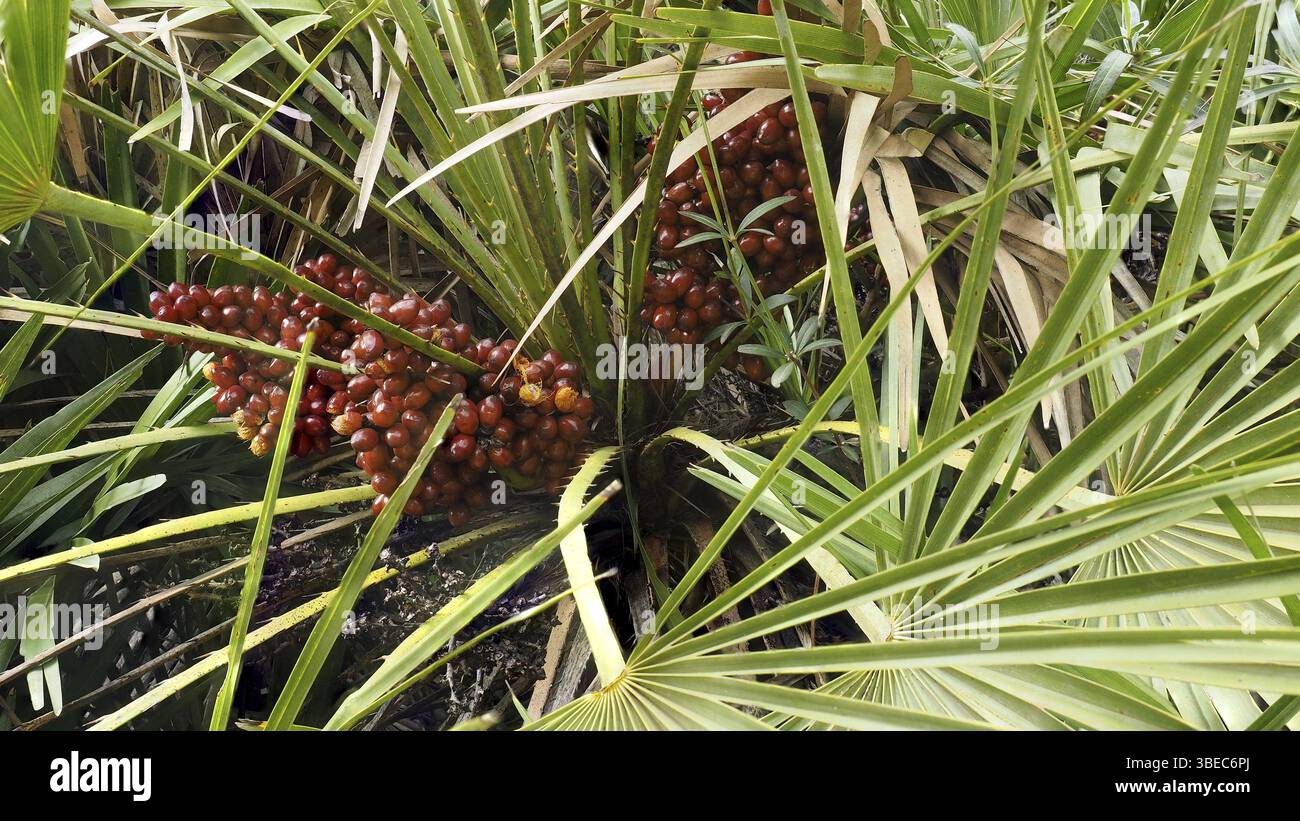 Dwarf palm fruit stand (Chamaerops humilis Stock Photo - Alamy