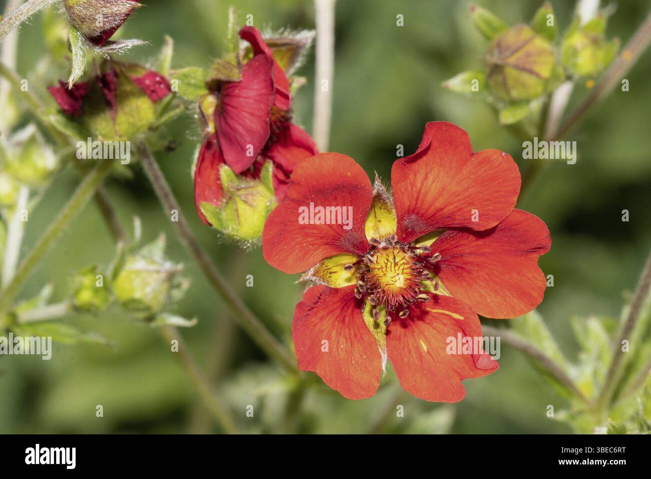 Blitum hi-res stock photography and images - Alamy