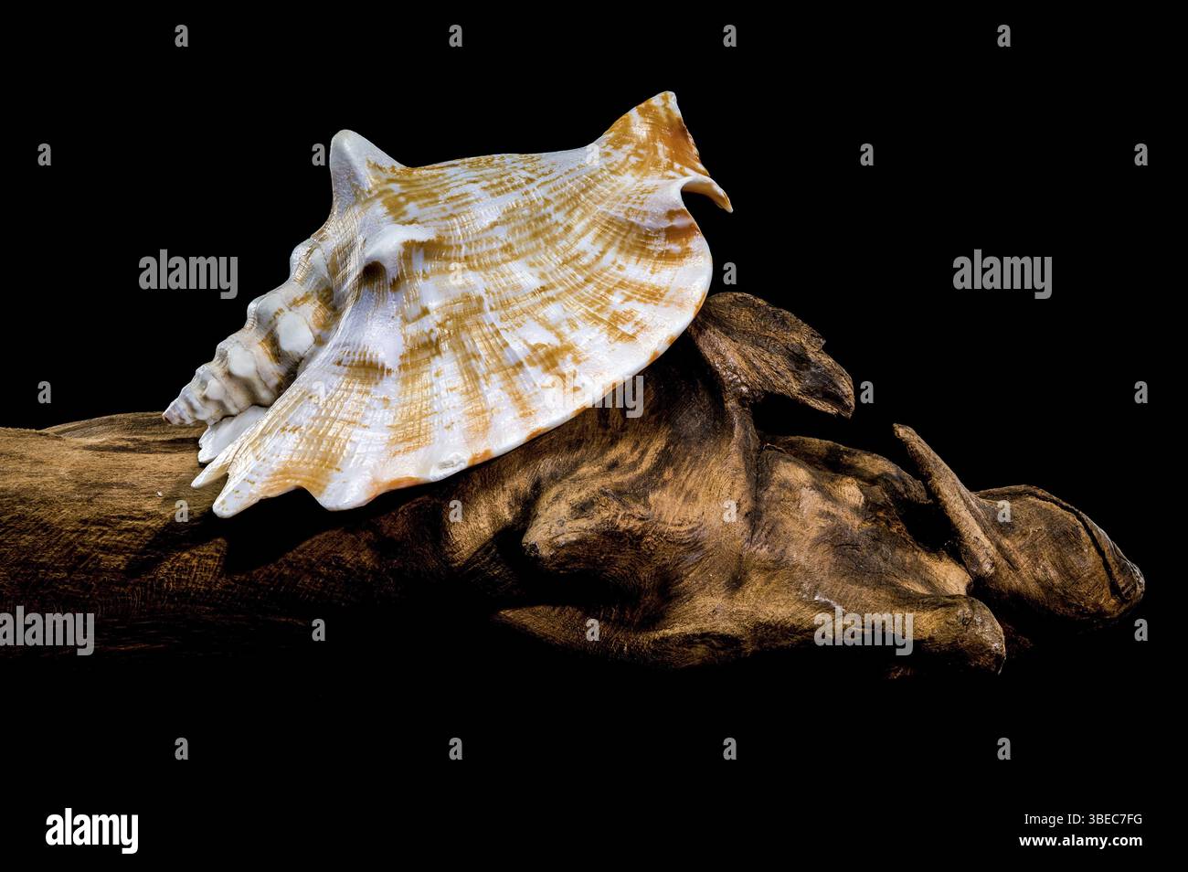 A detailed photo of a Strombus raninus shell resting on driftwood, set ...