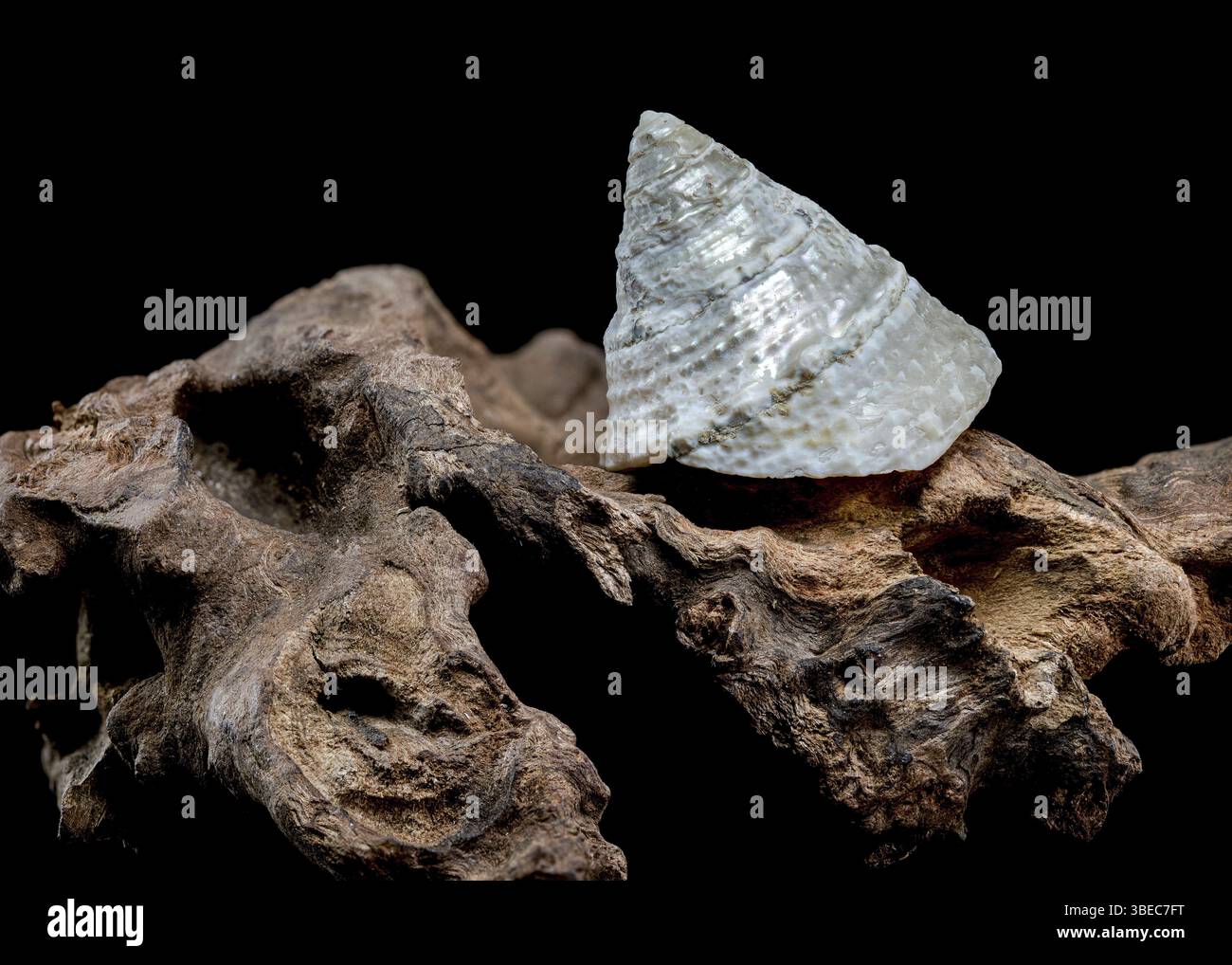 Close-up of a white and gray seashell with intricate textures, resting ...