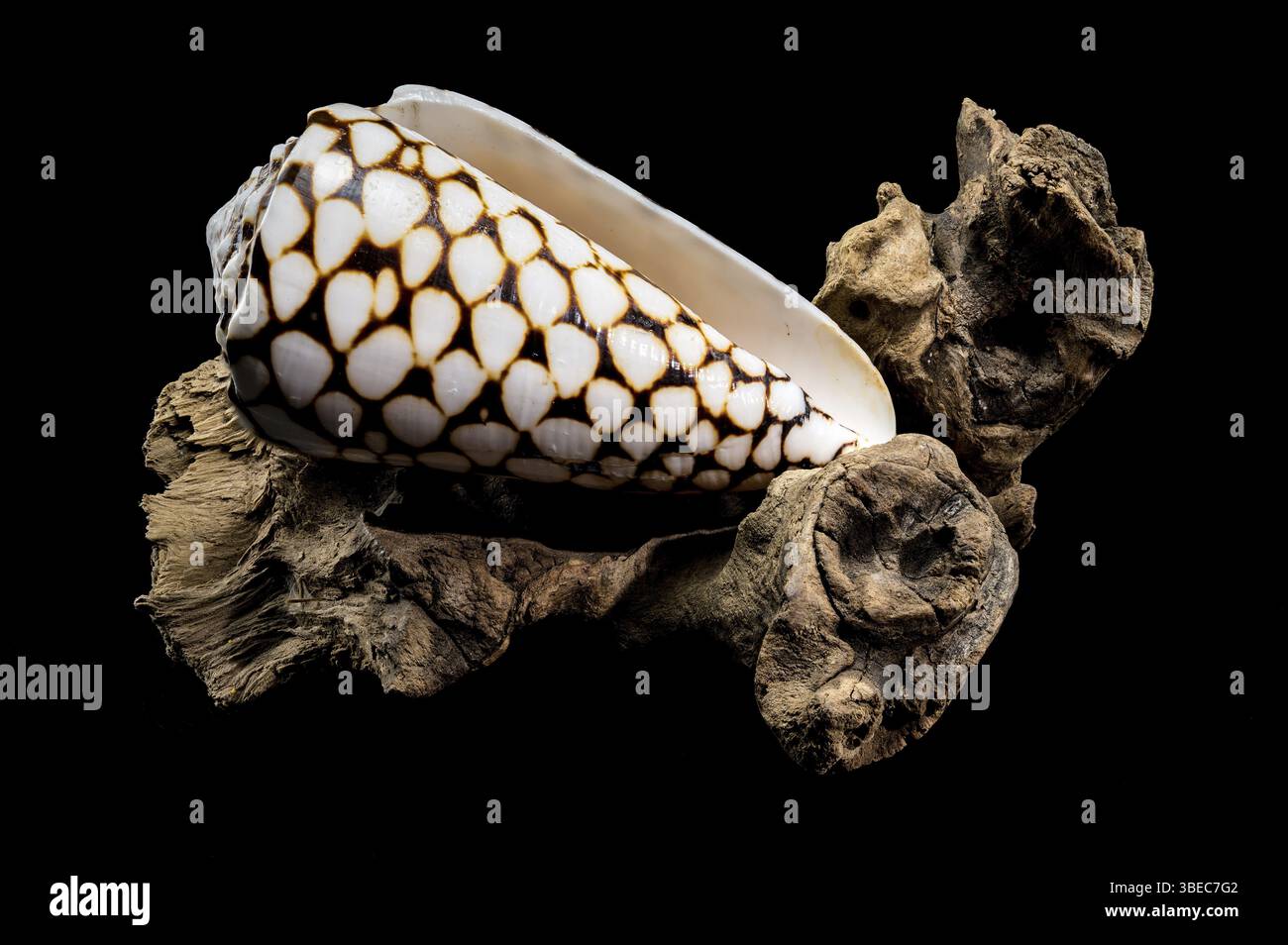 Conidae hi-res stock photography and images - Alamy