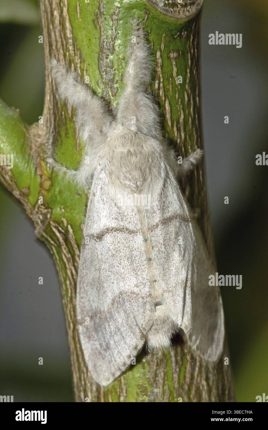 Gypsy moth (Lymantria dispar Stock Photo - Alamy