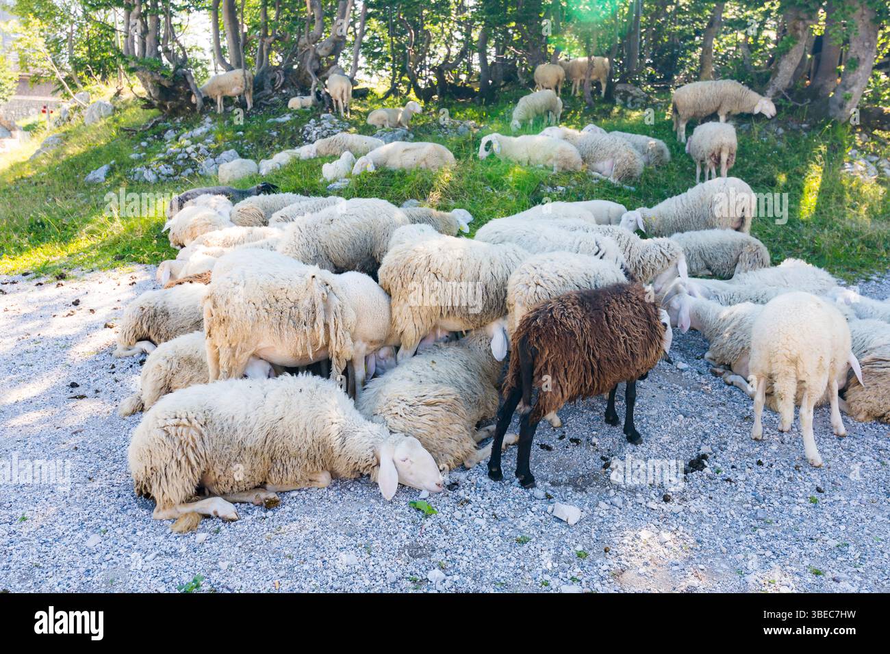 Sheeps on the ground. White and brown sheep. Rocks and grass Stock ...
