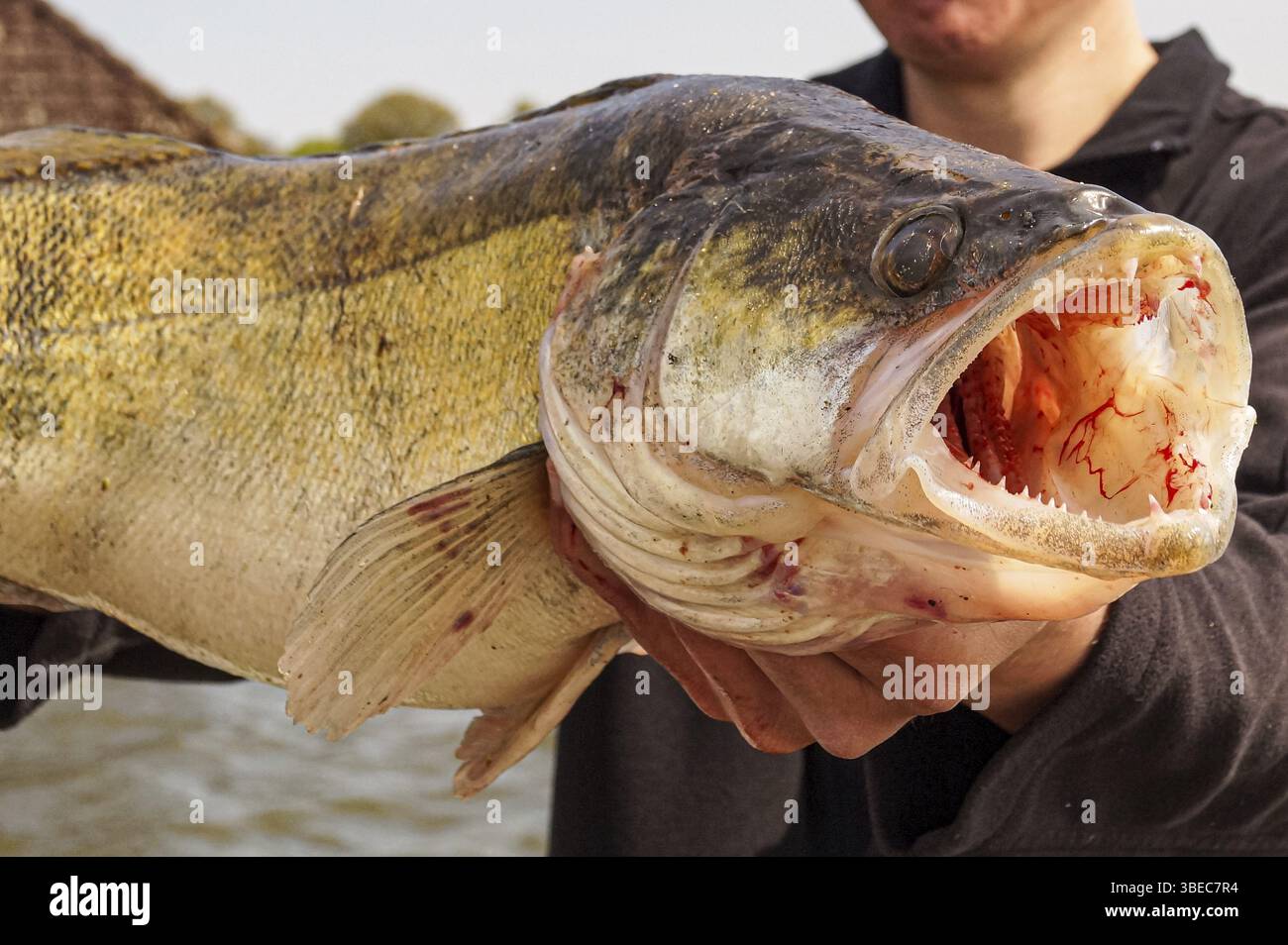 Pike mouth water hi-res stock photography and images - Alamy