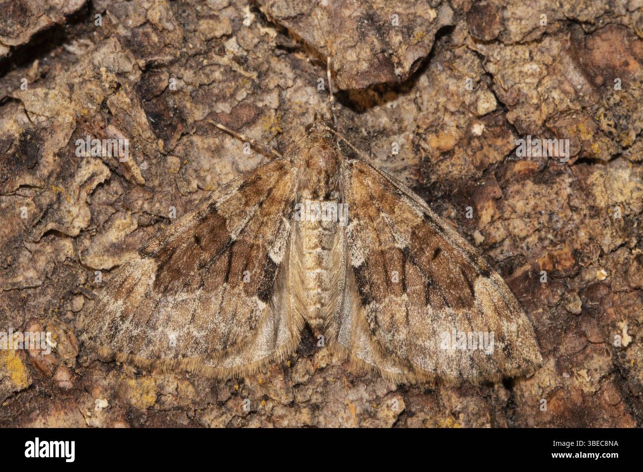 Variable conifer moth (thera variata, the spruce carpet Stock Photo - Alamy