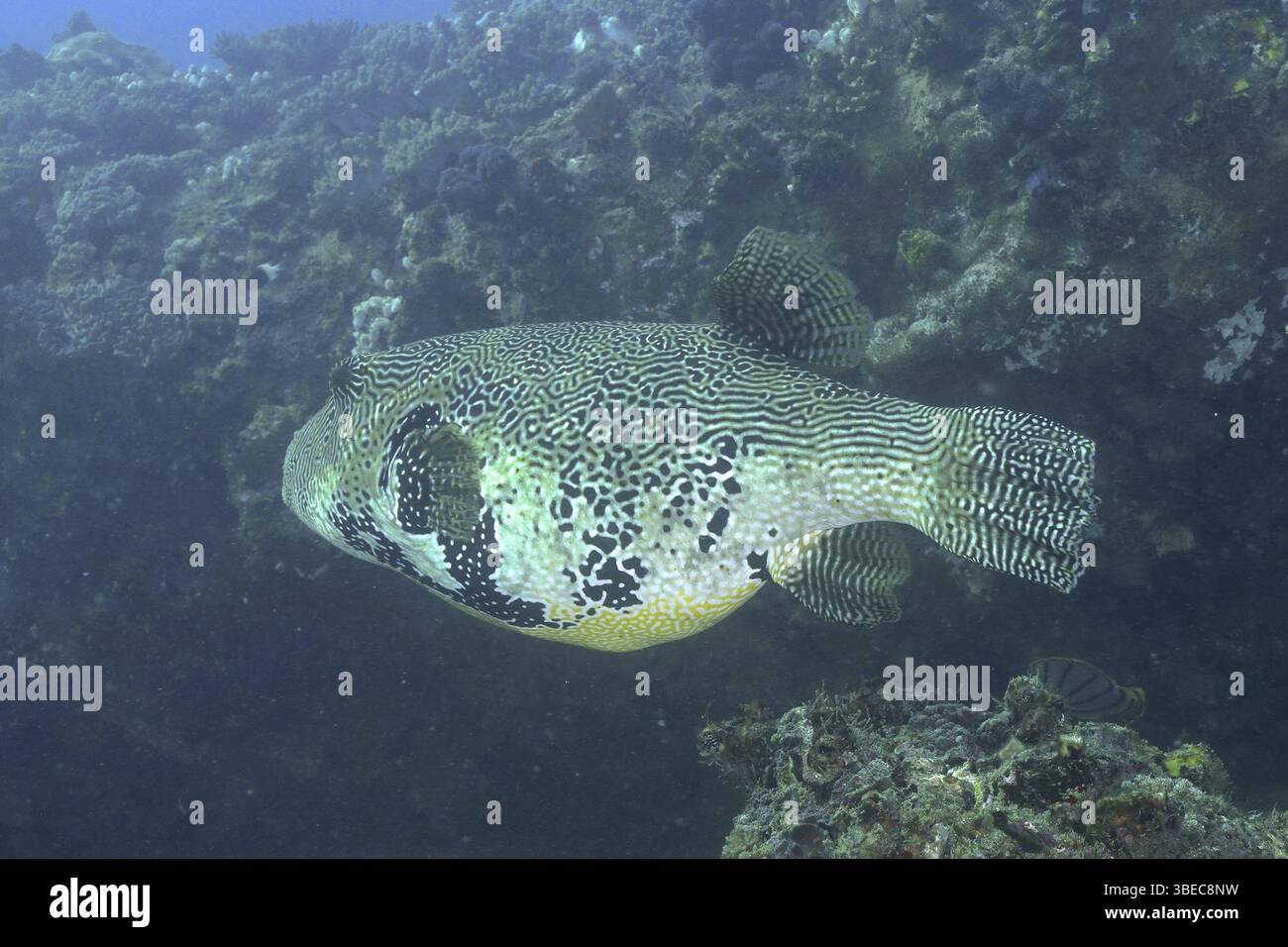 Map pufferfish (Arothron mappa Stock Photo - Alamy