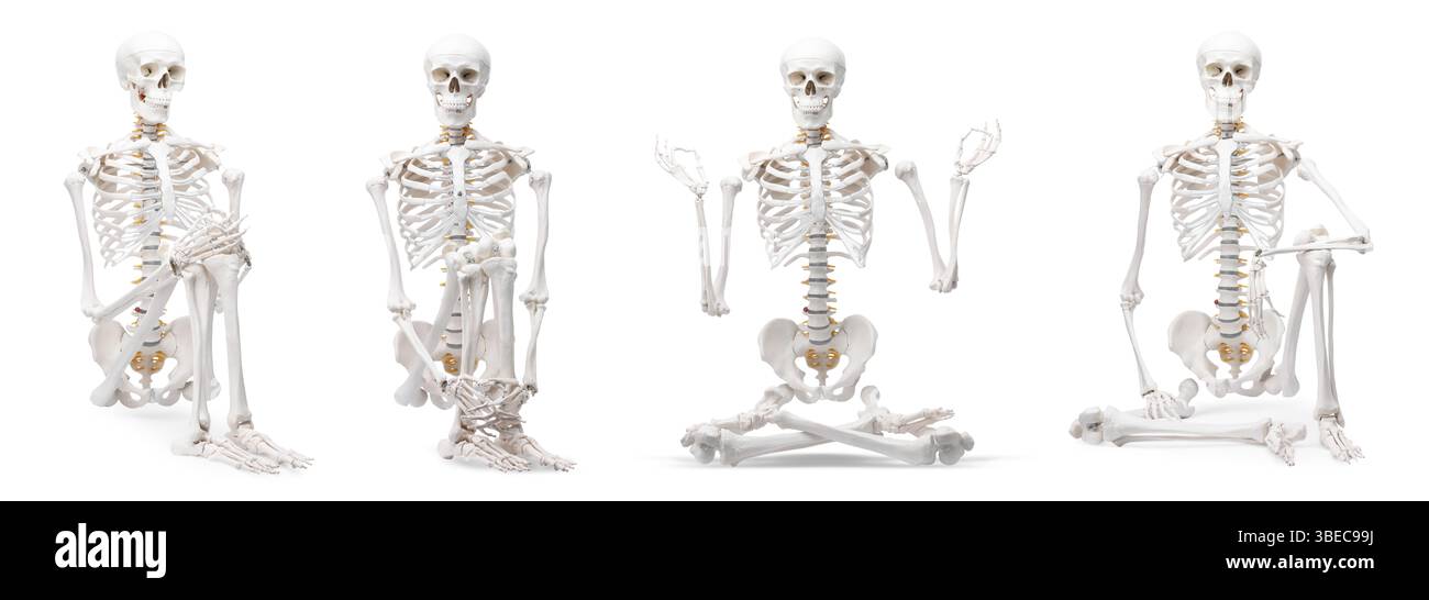 Artificial human skeleton model in different poses isolated on white ...