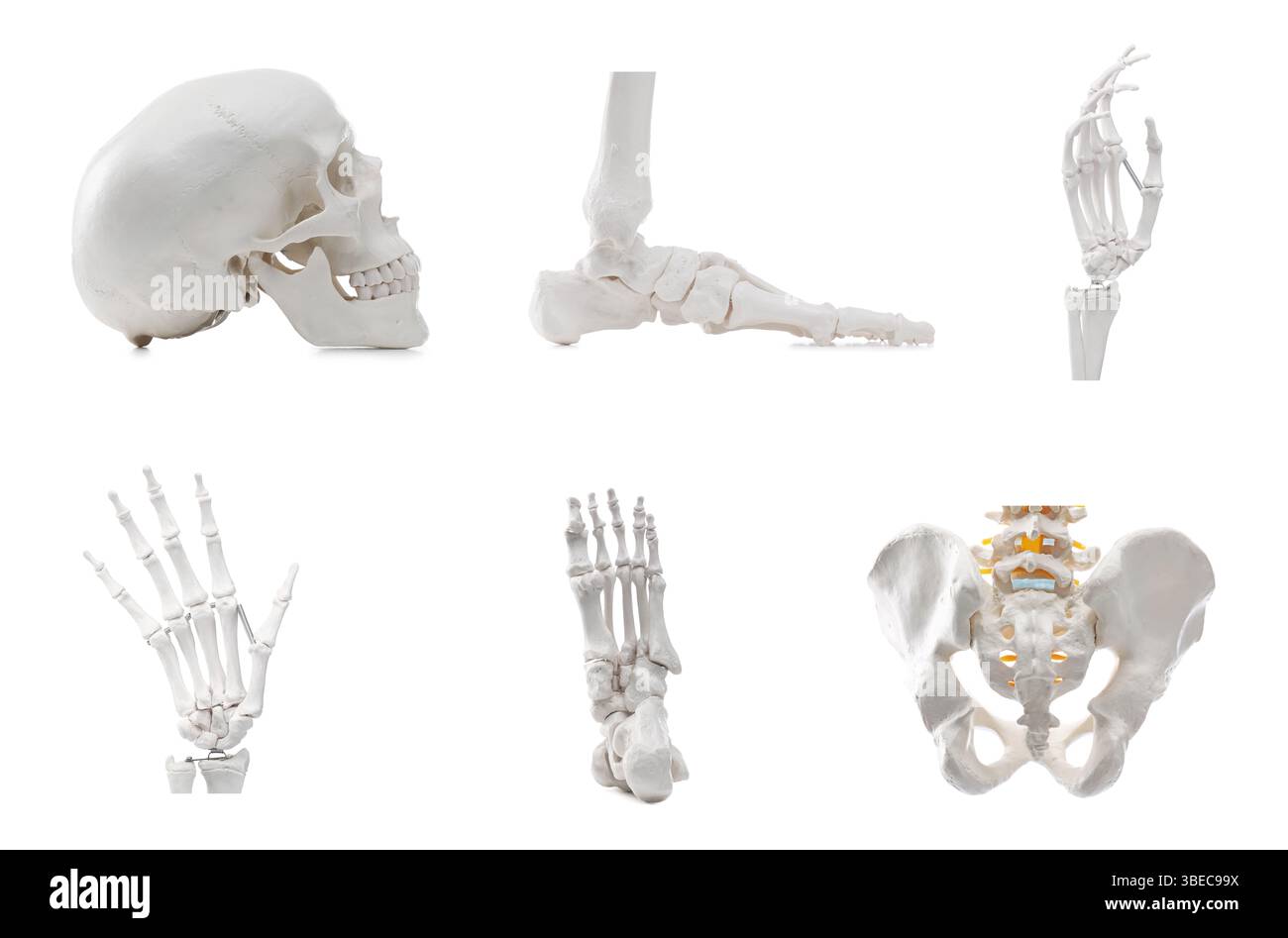 Parts of artificial human skeleton model isolated on white, set Stock ...