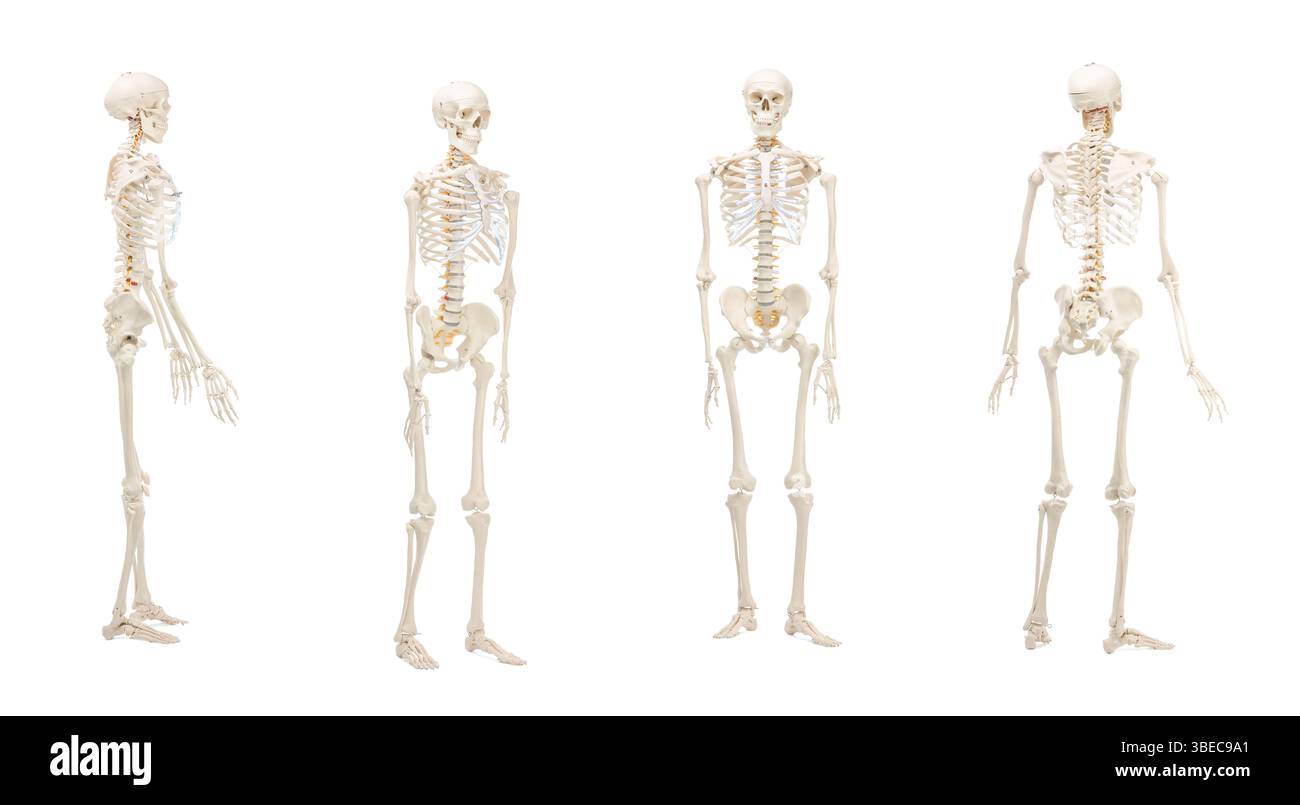 Artificial human skeleton model isolated on white, set. Different sides ...