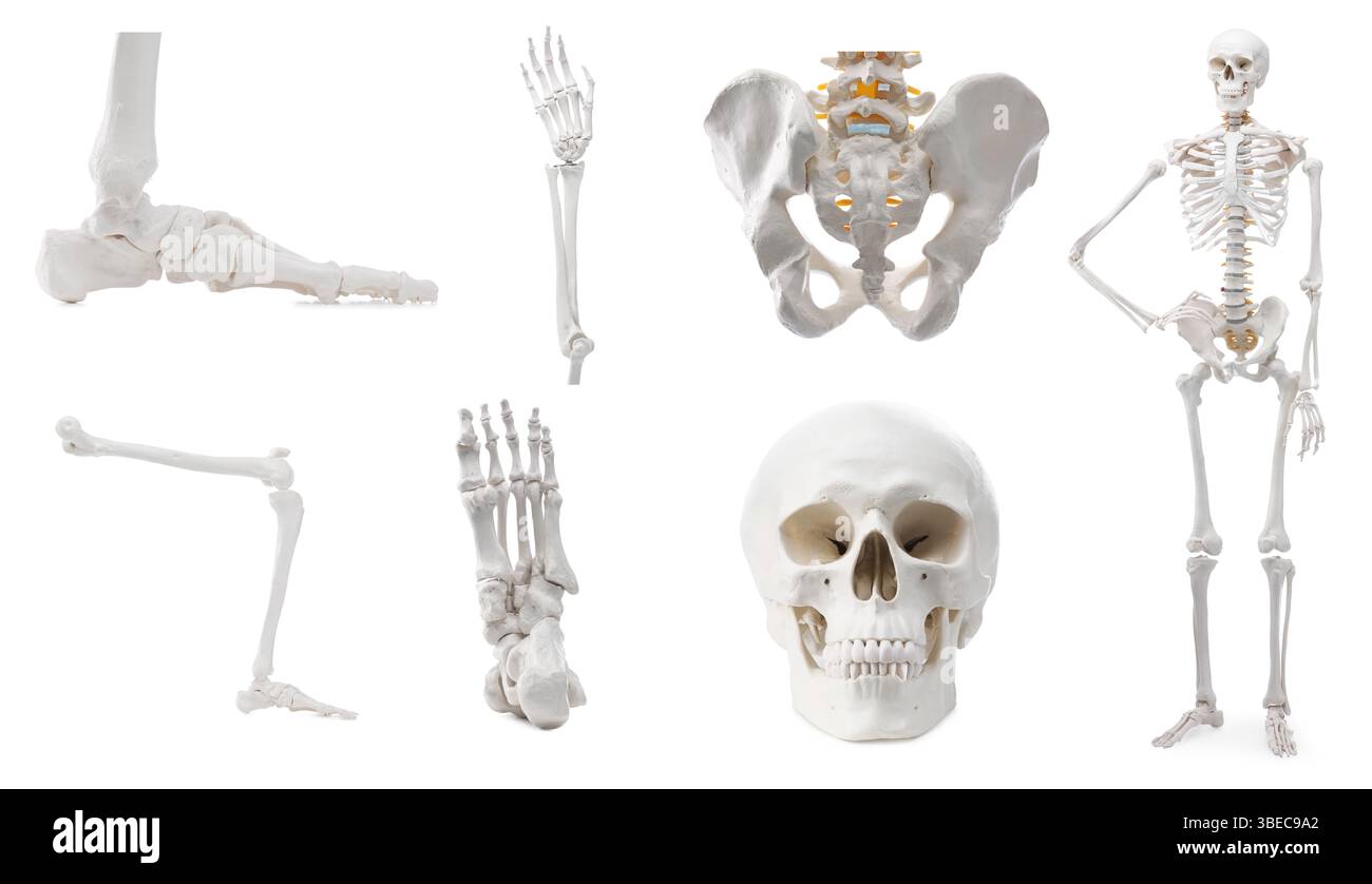 Artificial human skeleton model and parts isolated on white, set Stock ...