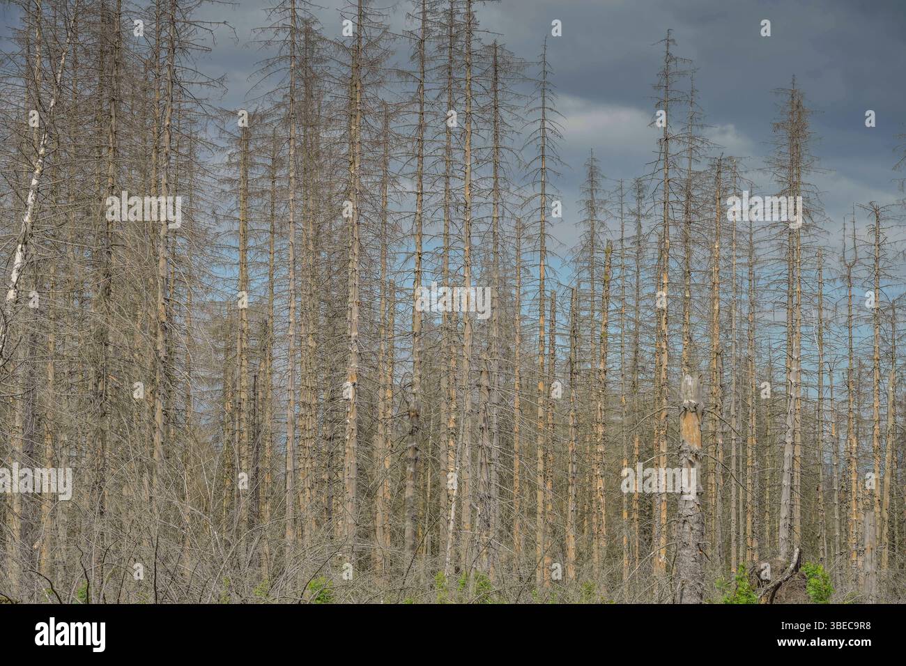 Waldsterben im Harz, tote Nadelbäume östlich von Clausthal-Zellerfeld ...