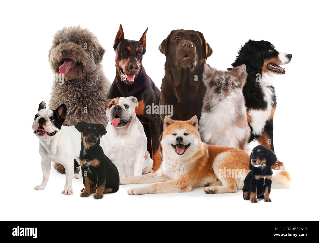 Group of dogs sitting Cut Out Stock Images & Pictures - Alamy