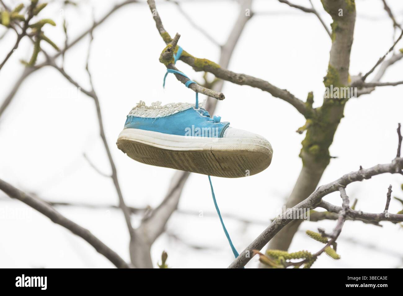 On the branch of a tree hung a shoe Stock Photo - Alamy