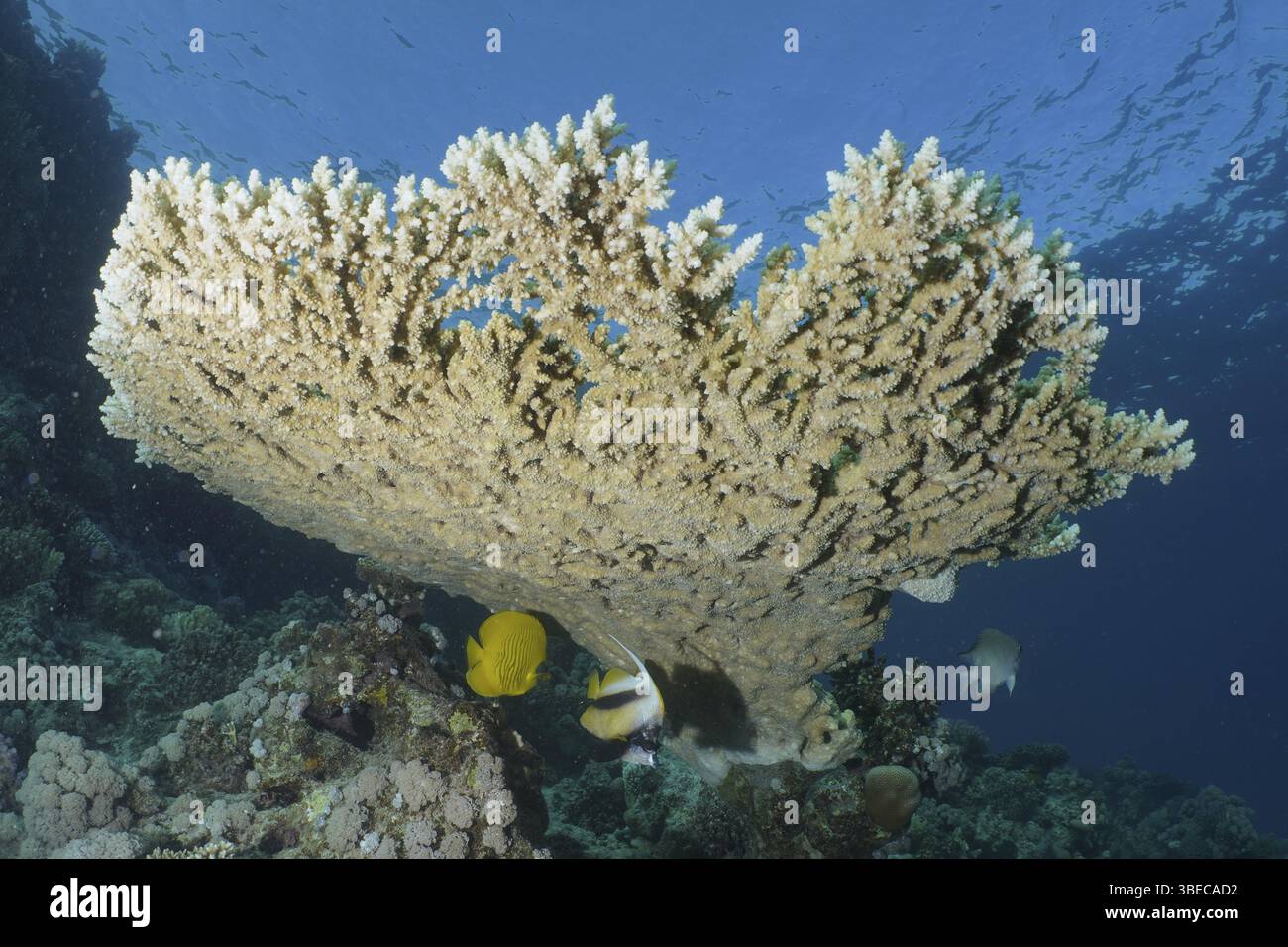 Pharaoh's antler coral (Acropora pharaonis Stock Photo - Alamy