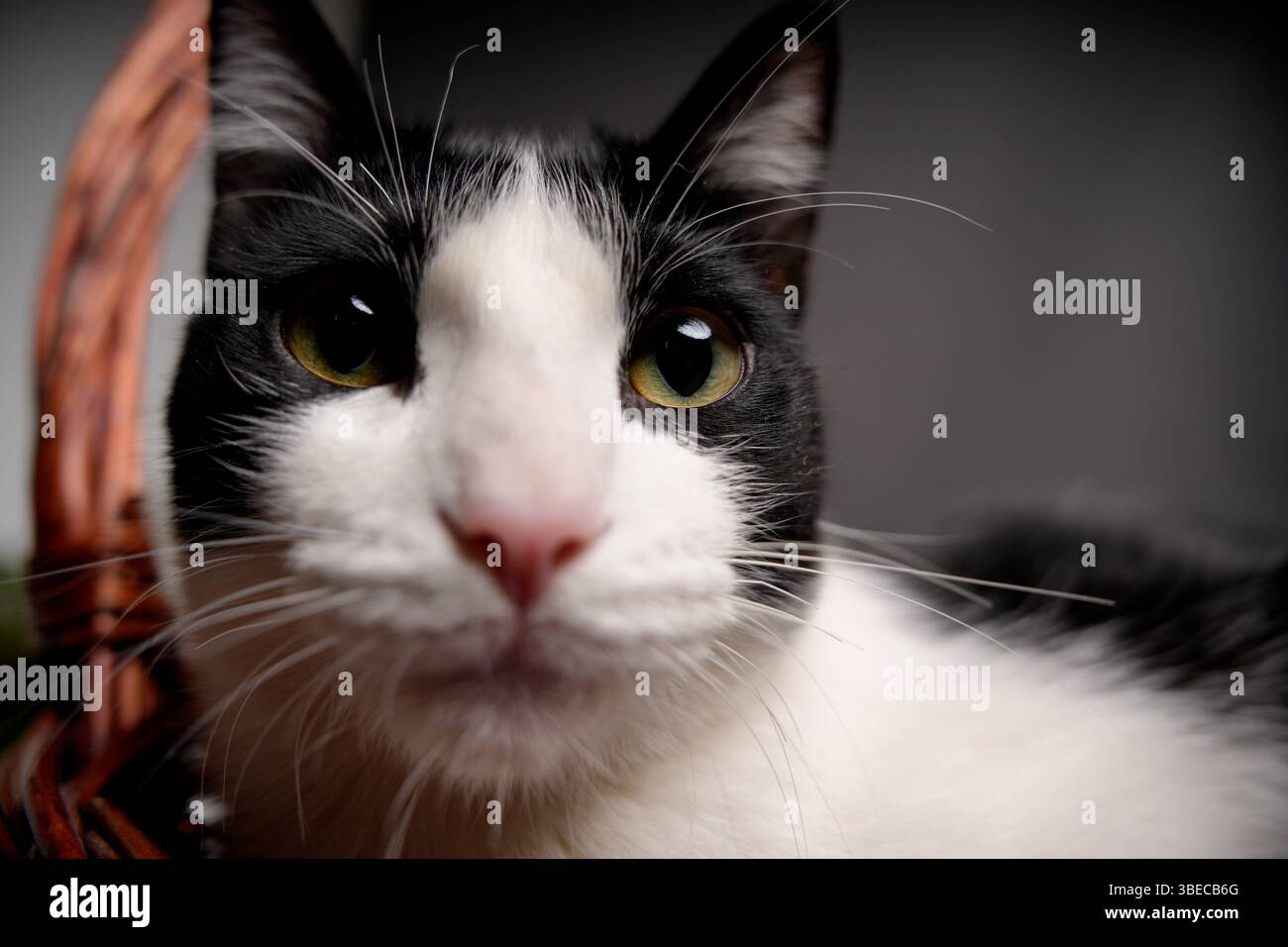 black and white angular cat portrait in studio Stock Photo - Alamy