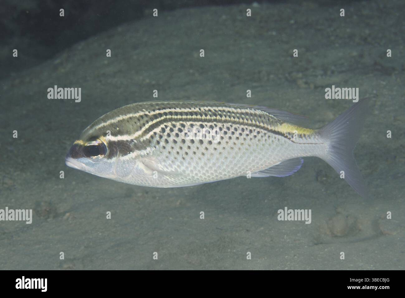 Arabian monocle bream (Scolopsis ghanam Stock Photo - Alamy